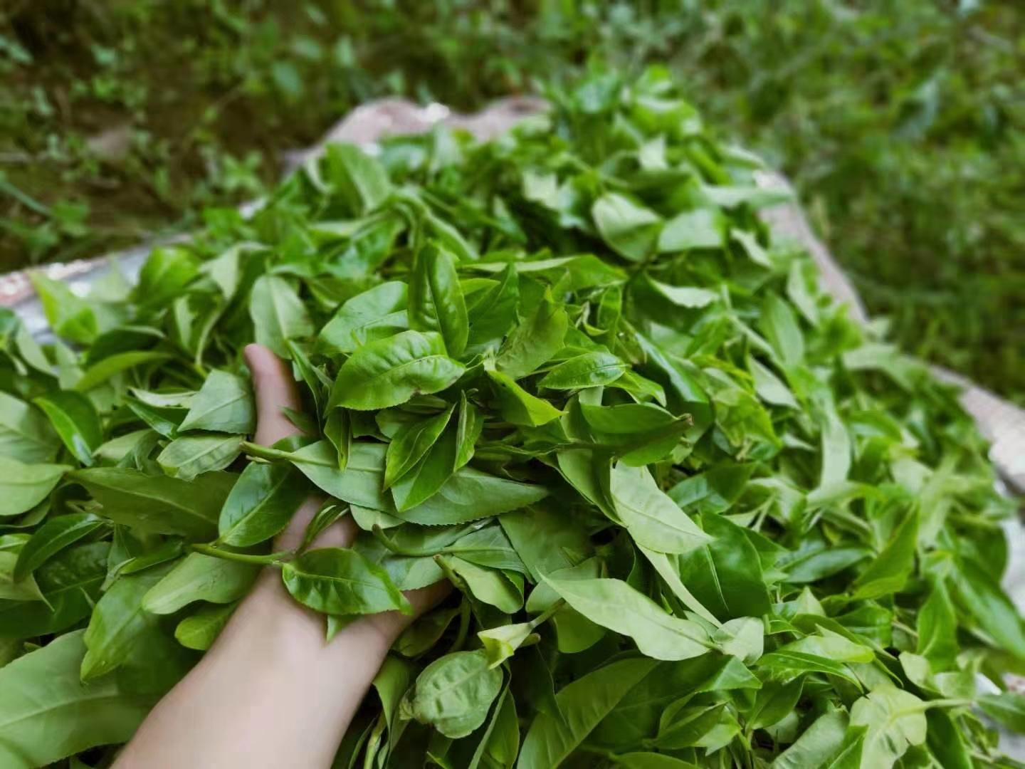 厚朴茶,厚朴(第13页)_大山谷图库